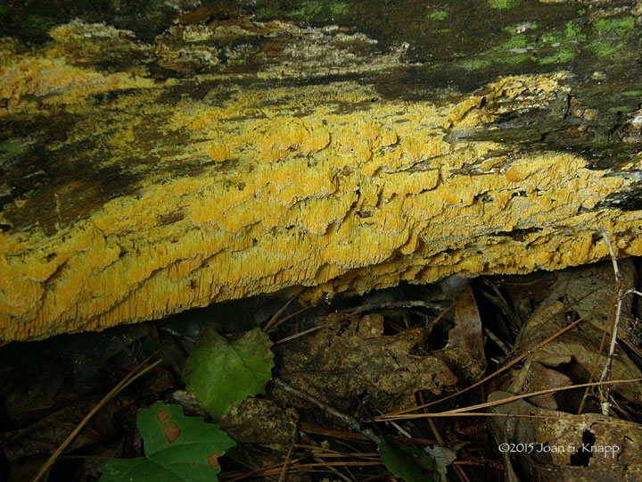 Anybody Seen My Focus?: Orange Sponge Polypore (Pycnoporellus alboluteus)?