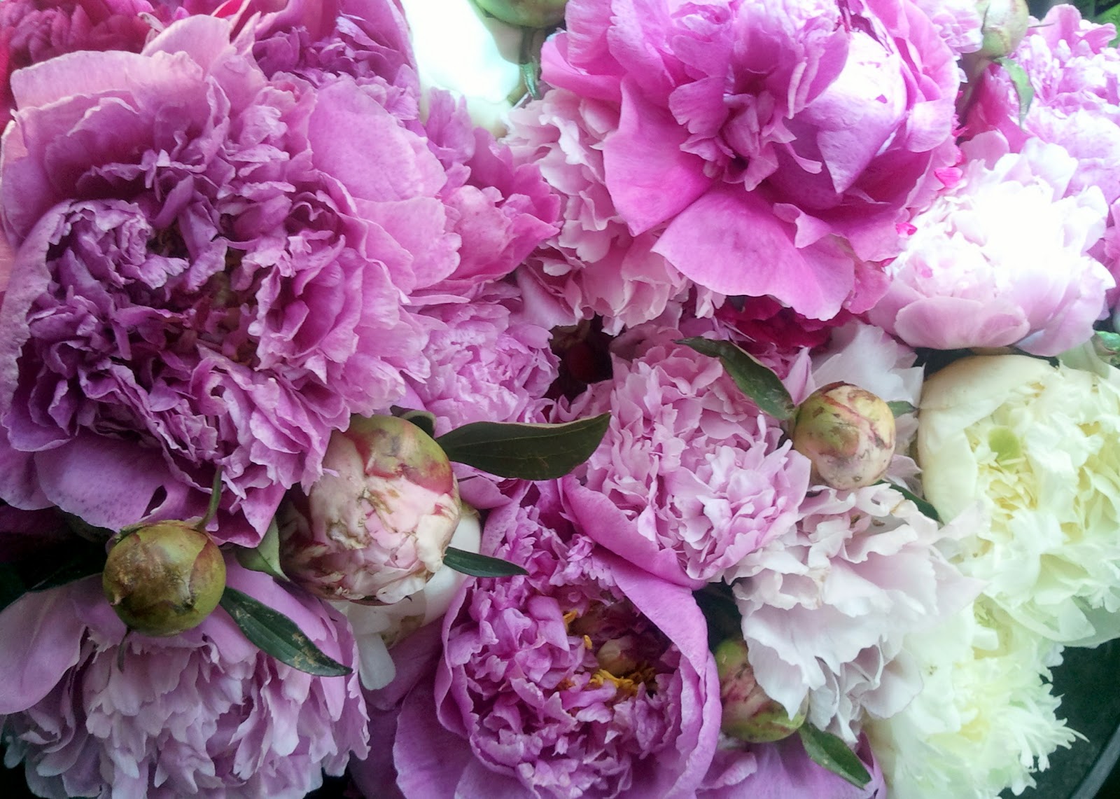 Stardust Designs: Pretty Peonies - Ombre Style