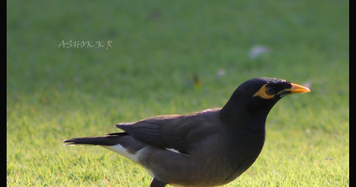 ಹಿಂಗ್ಯಾಕೆ?: ಪಕ್ಷಿ ಪ್ರಪಂಚ: ಮೈನಾ
