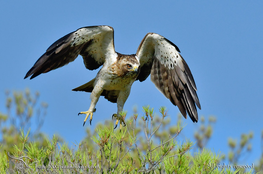 Booted eagle | Focusing on Wildlife