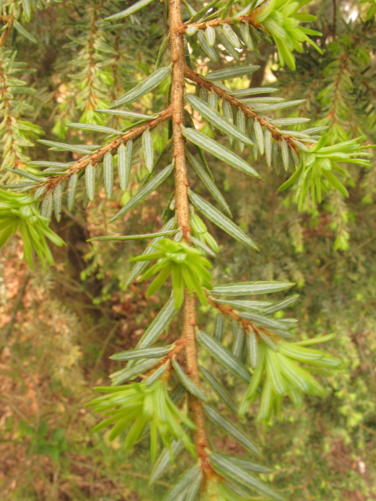 A Year With the Trees: Eastern Hemlock - Tsuga canadensis