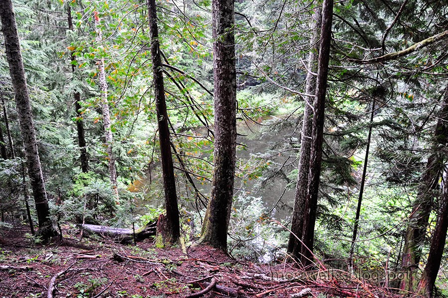 Walks with Moss: Yellow Jacket, Devil Club and Slide Alder Extravaganza!