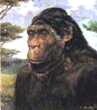 LA MENT I EL CERVELL: Australopithecus robustus