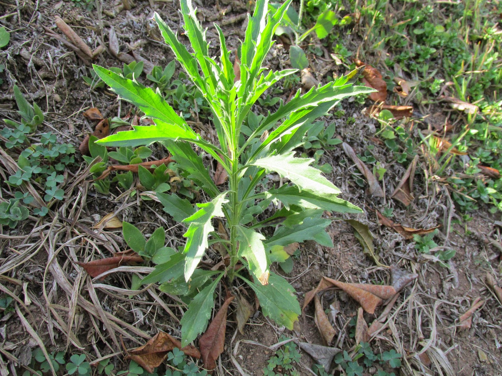 .: Buva: O tempero mais odiado do mundo