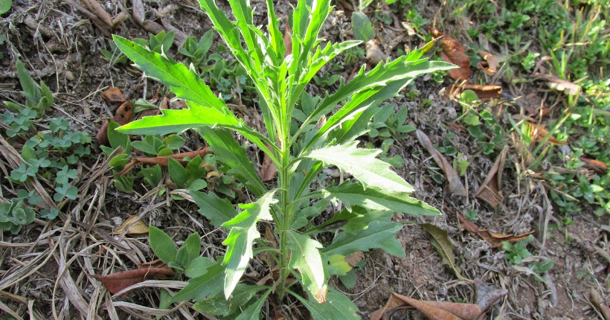 .: Buva: O tempero mais odiado do mundo