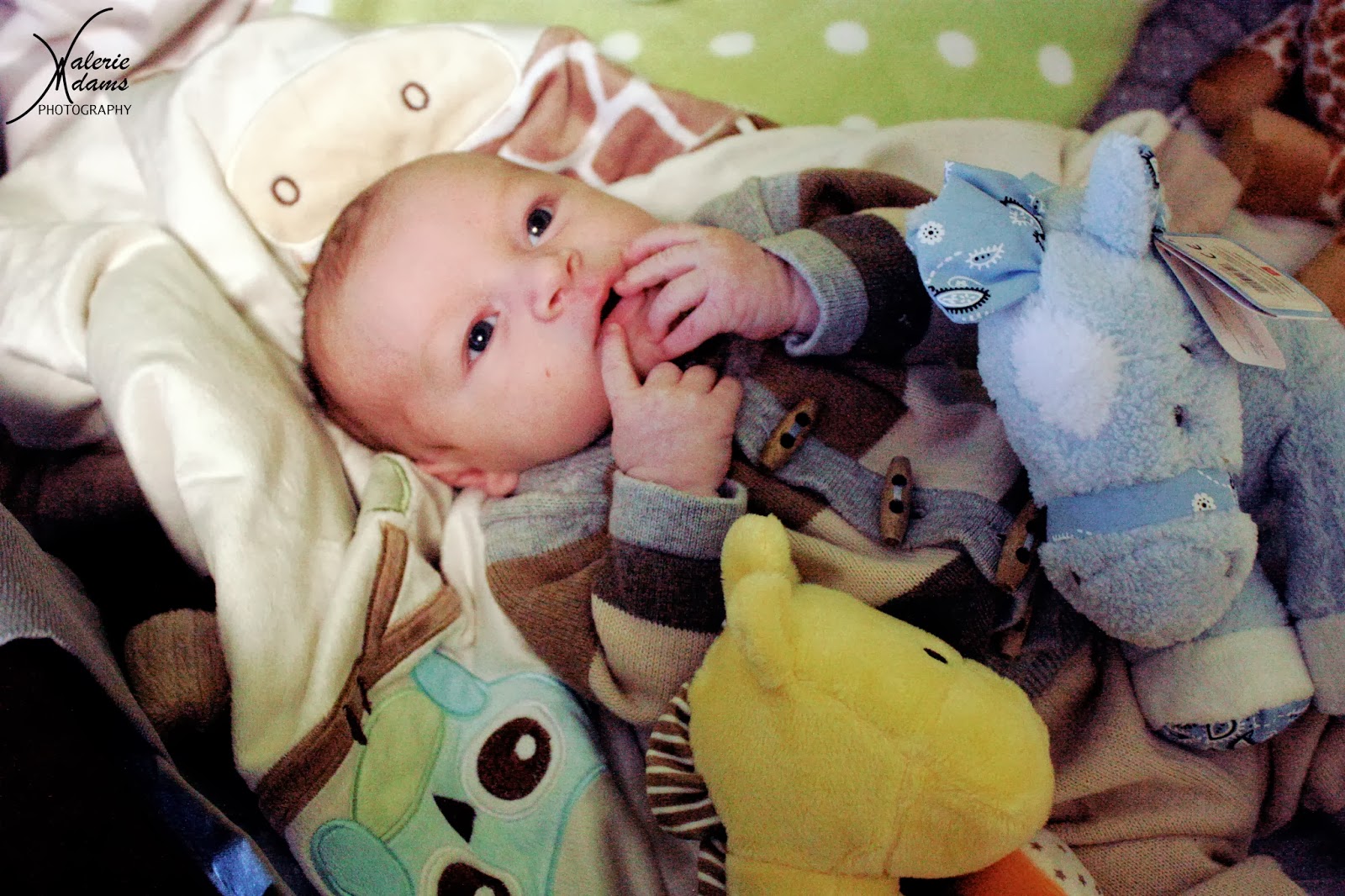 Valerie Adams Photography: Baby Elliot