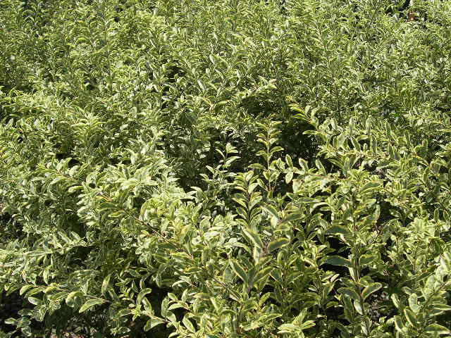.: Ligustro variegato