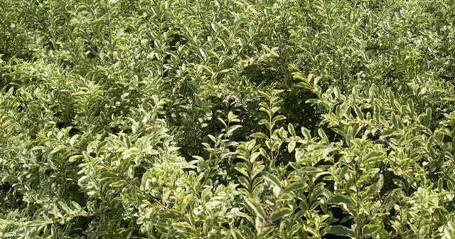 .: Ligustro variegato