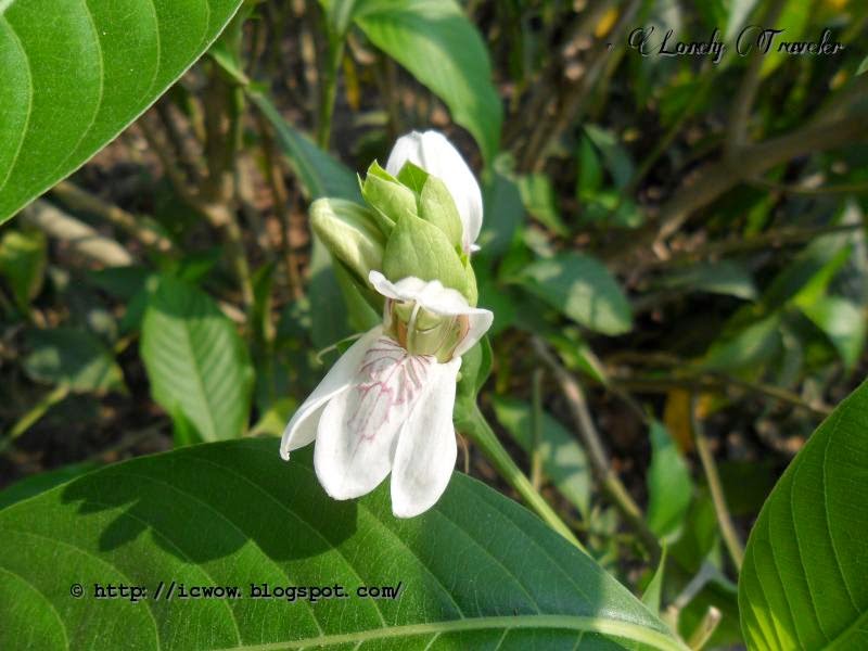 Bashok Ful (বাসক ফুল) - Justicia adhatoda