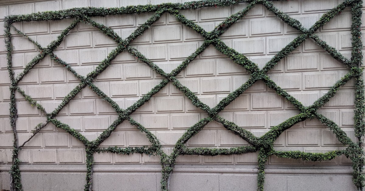 Belgian Fence Espalier Inspiration Via Disneyland
