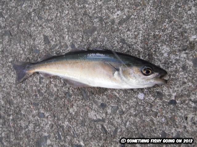 Something Fishy Going On: Inlet species hunt.