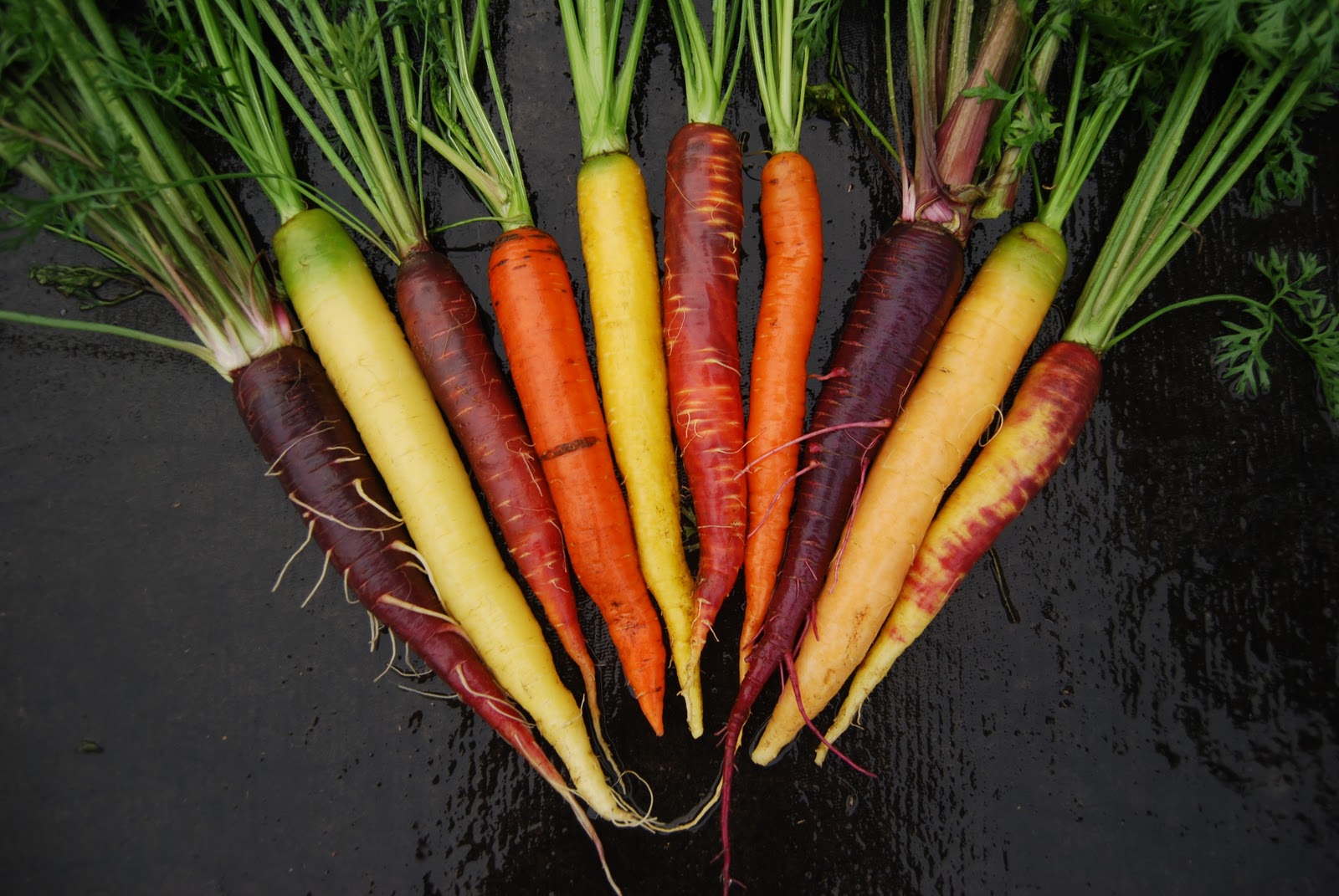 Grønns(m)ak: Gulrot - forberedelser og såing