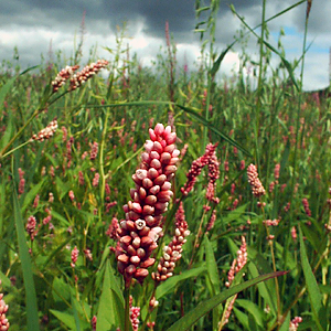 Wild Flowers Kingdom: Redshank