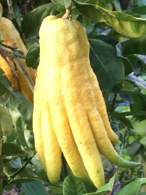 13 Ways to use Buddhas Hand - a most unusual and delightful citrus ...