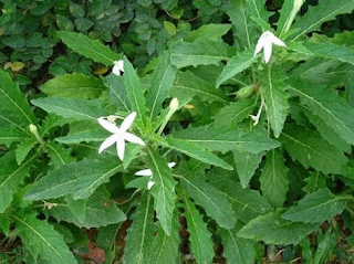 Manfaat Khasiat Daun Korejat ~ Cuaca