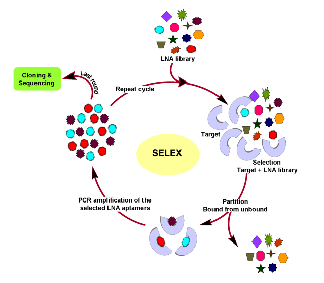 Aptamer Project Site - 10% APS for Everyone: Modified Selection against ...