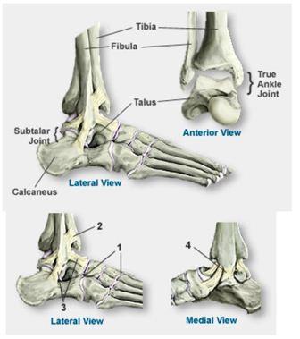 Central Florida Foot and Ankle Center: Joint Mobilization in the Foot ...