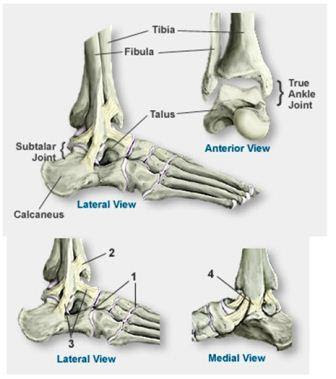 Talocrural Joint Mobilization