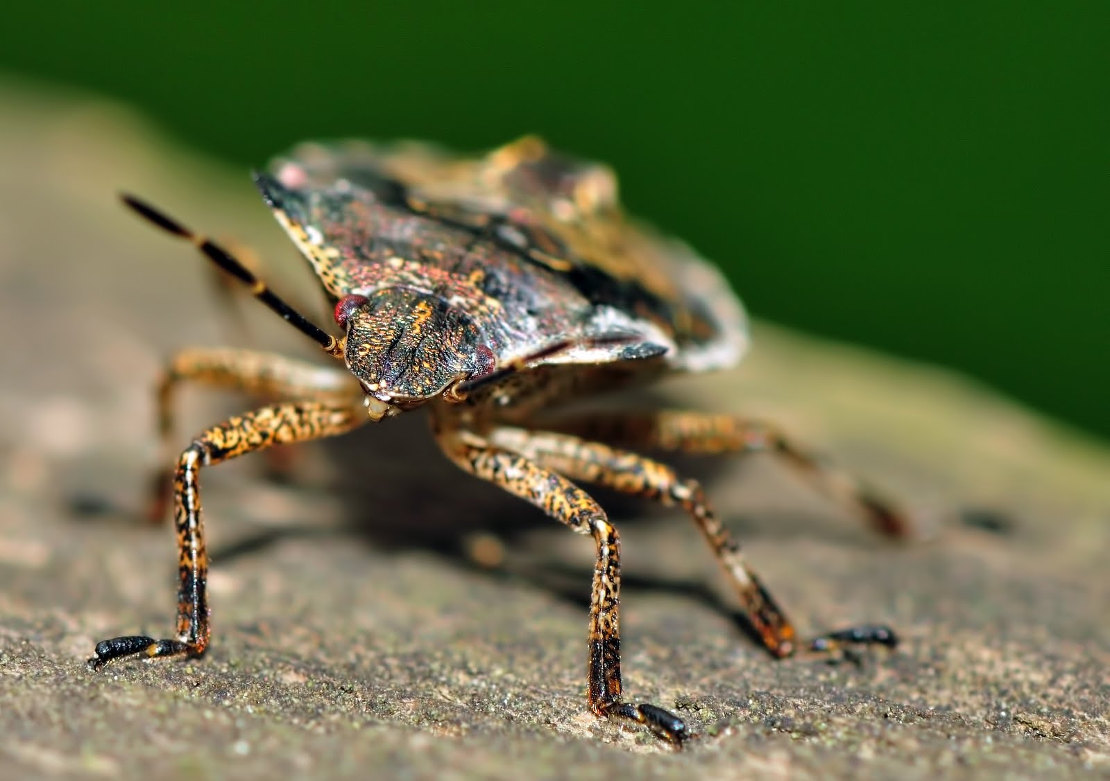 Andy Images: Forest Bug Pentatoma rufipes