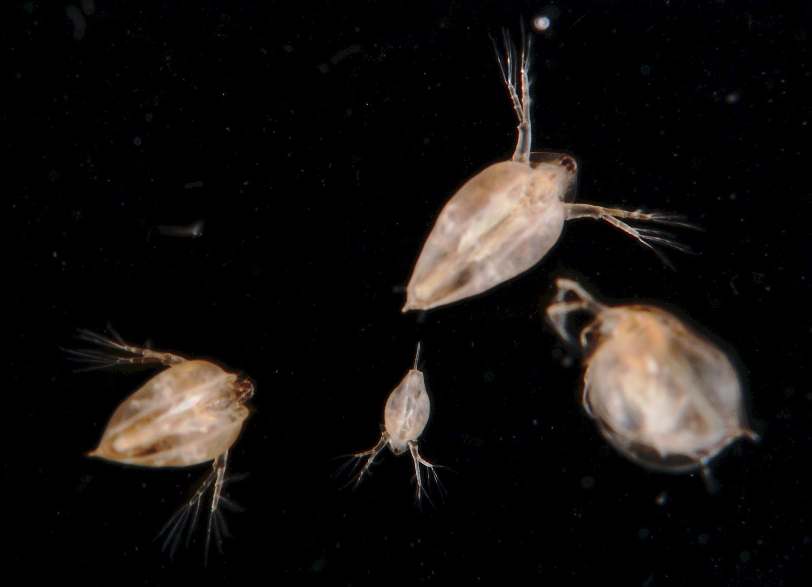 fiberstrobe: Daphnia project 2016