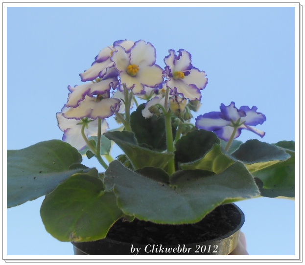 Mundo das Plantas : 10/01/2012 - 11/01/2012