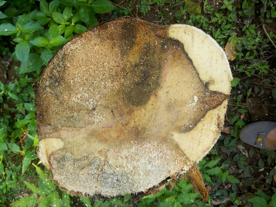 infosanjeewa: Amazing Walla patta picturs