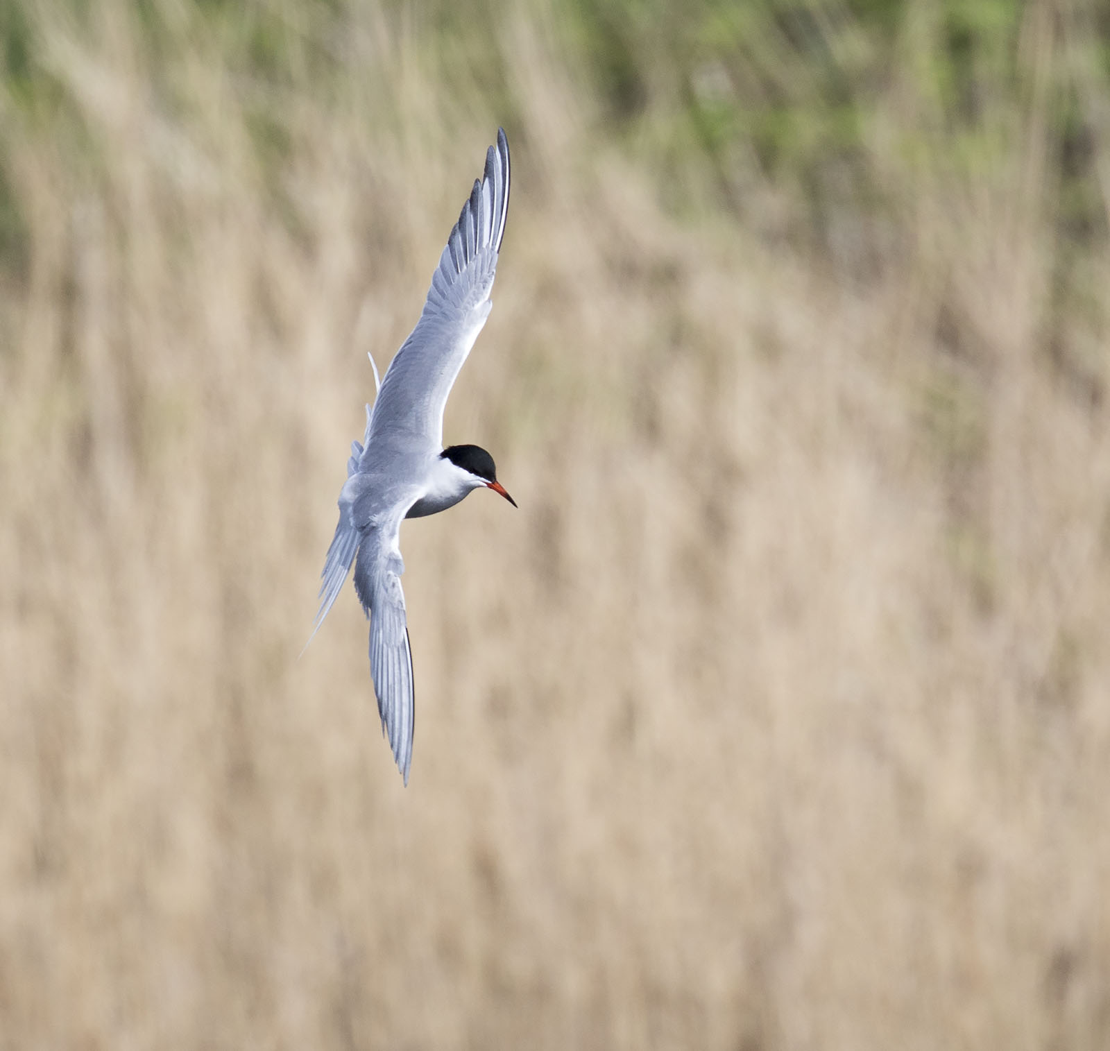 pewit: Common Terns are back