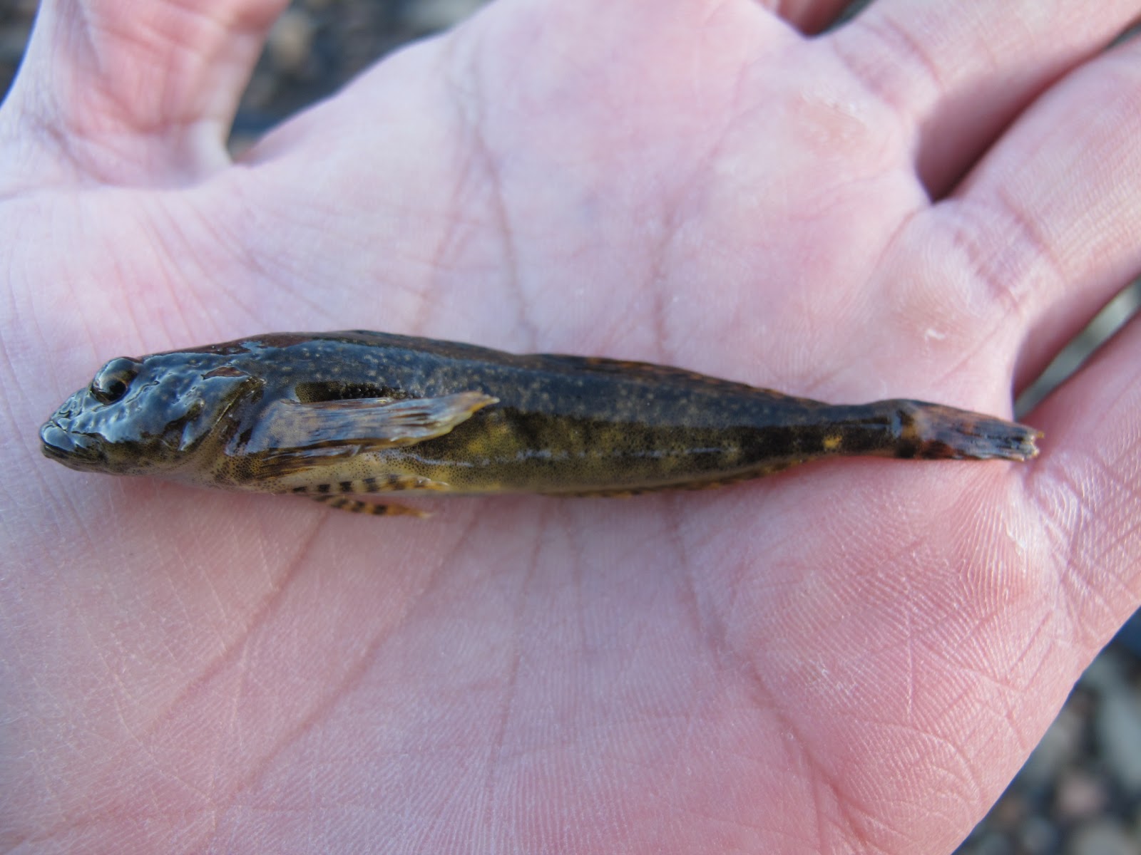 The Alpine bullhead, number | Kalastus.com