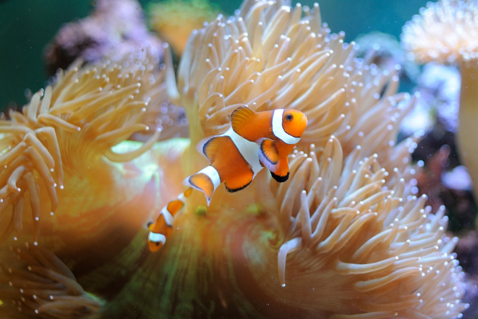 Image d'Animaux: Magnifique photo d'un poisson clown tout autant magnifique