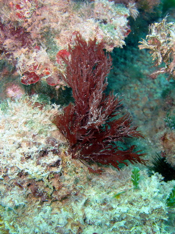 Taxonomia Plantae no Magnoliopsida: Phylum Rhodophyta Clase Florideophyceae