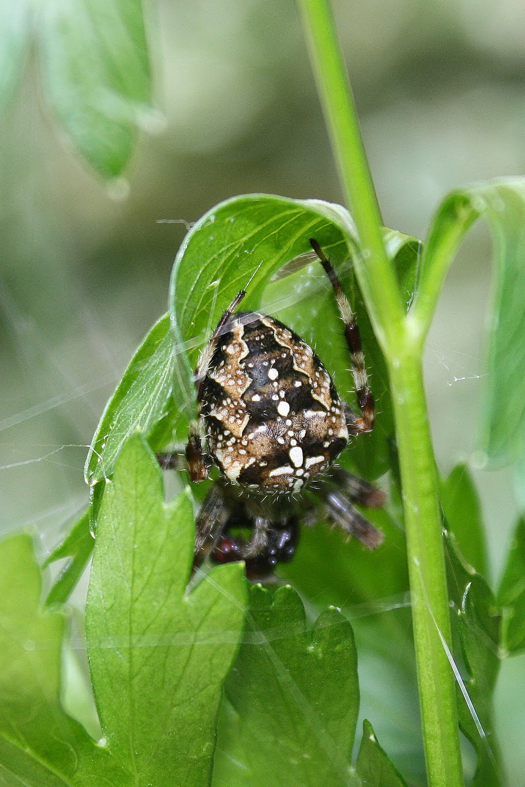 Garden Spider - Travels With Birds