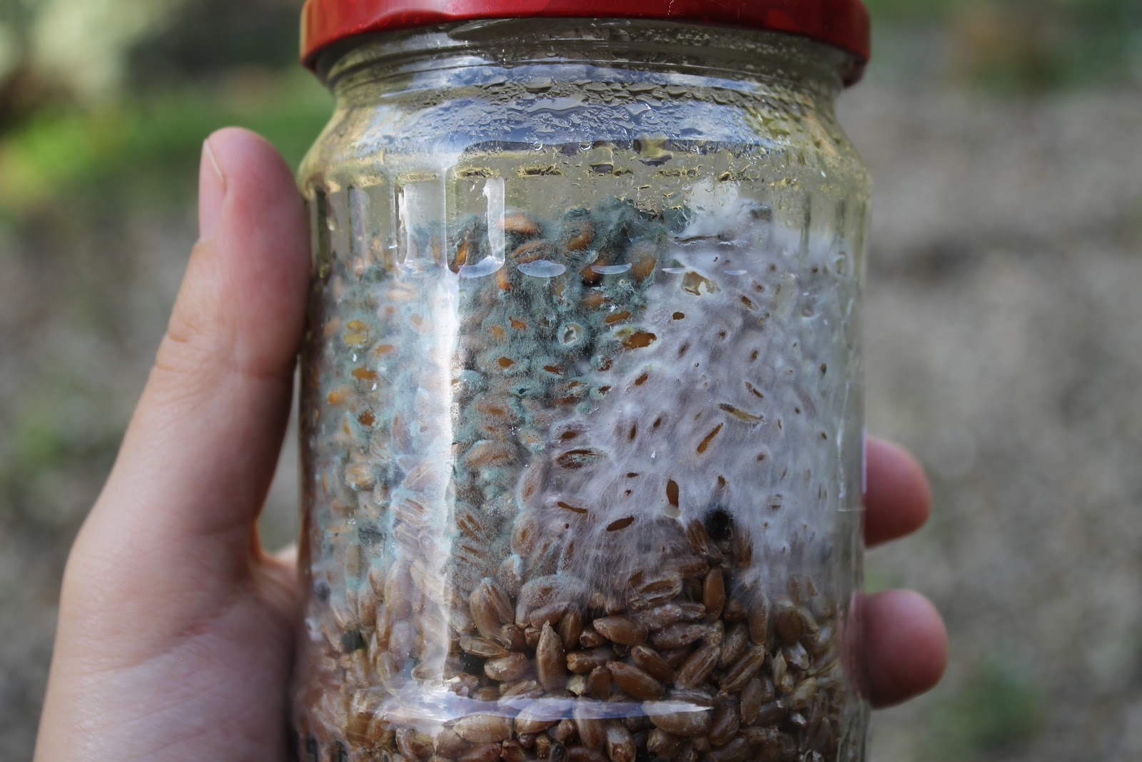 Coltivare funghi in casa e in giardino: Inoculare i semi con la coltura ...