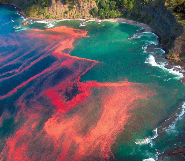 Know The Nature With Nature: Red Tide