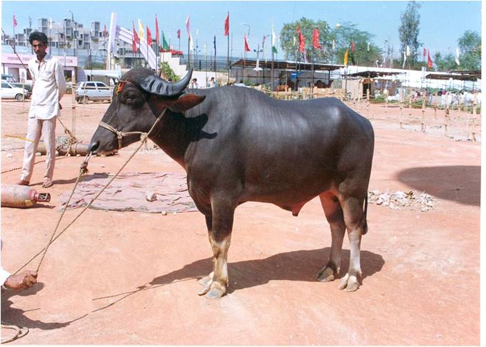 All Detail About Surti Buffalo ~ Morden Dairy Farming