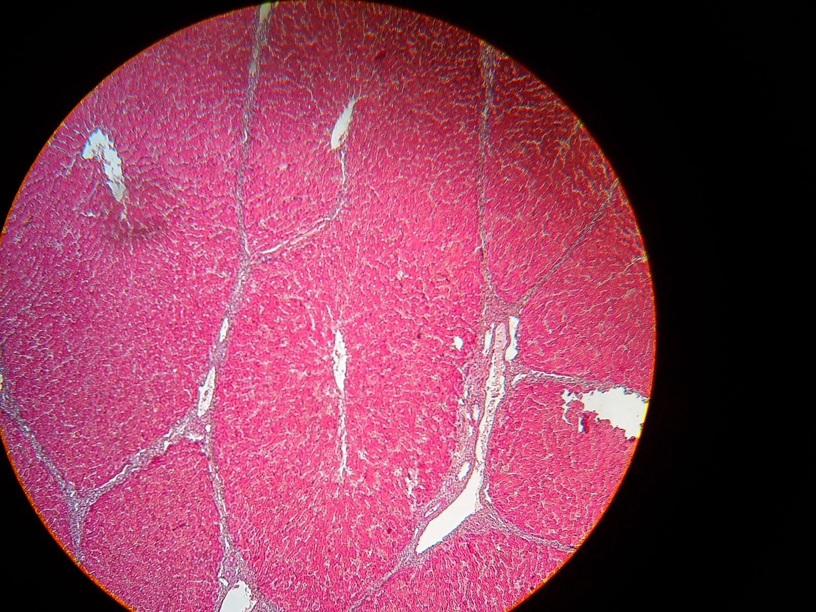 Jennifer Kersey E-Portfolio Bio211: Objective 59: Microscopic Anatomy ...