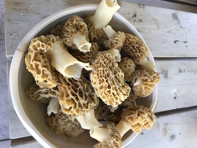 Finding my morel compass