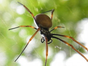 Haiwan-haiwan yang disebut di dalam Al-Quran