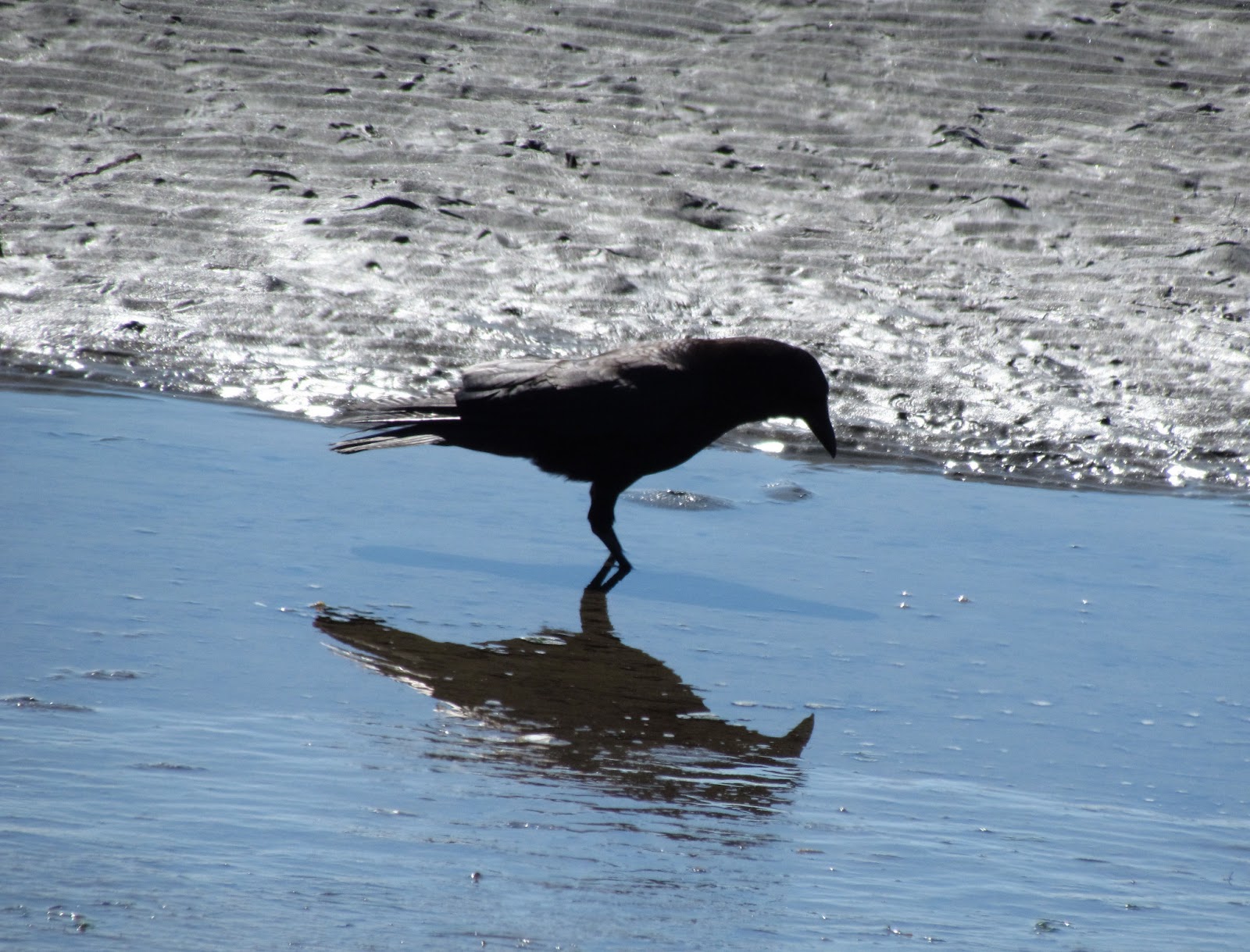 Scene Through My Eyes: Catching the Light - Crow