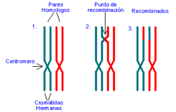 Blog de Biologia: Teoría Cromosómica de la Herencia
