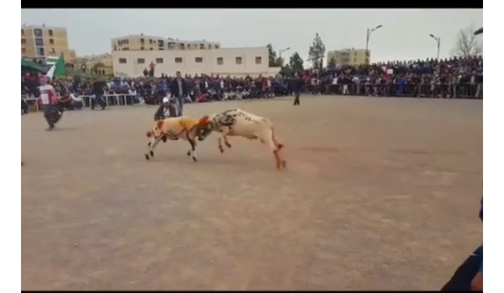 The fight became too intense and one of the rams had to flee.