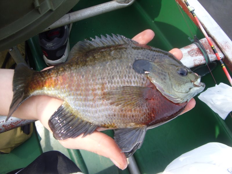 North Carolina River Fishing and Canoeing with Mack: Big Bream ...