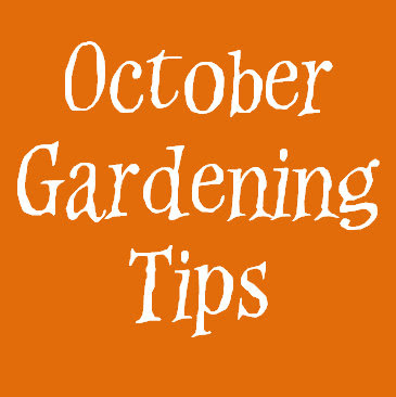 Gardening with Red Hill: Tips for Your Garden in October