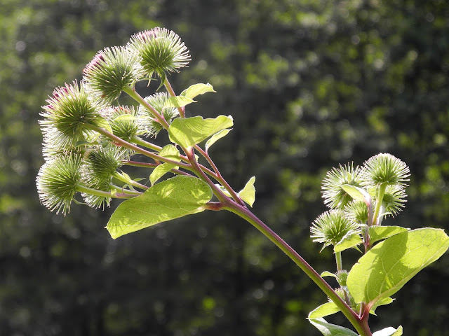 Schmiedegarten: Anhängliche Kletten