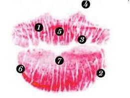 The Dental Stop: Forensic Dentistry