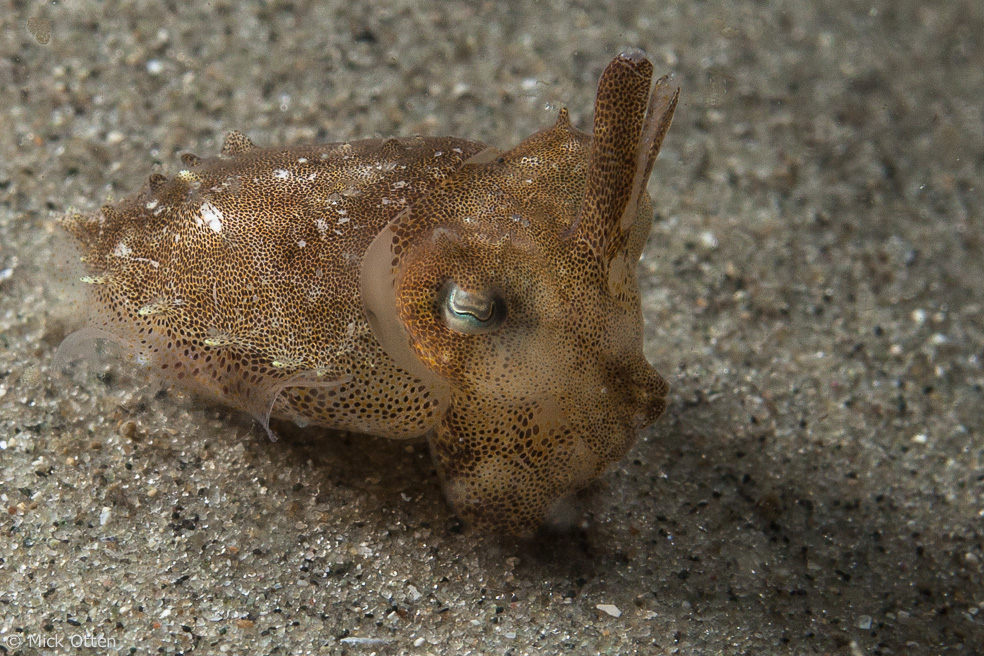 Mick's marine biology: Common cuttlefish: chameleon of the sea