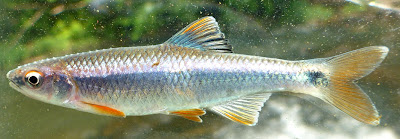 TNACI Field Notes: Goldline Darters in Alabama