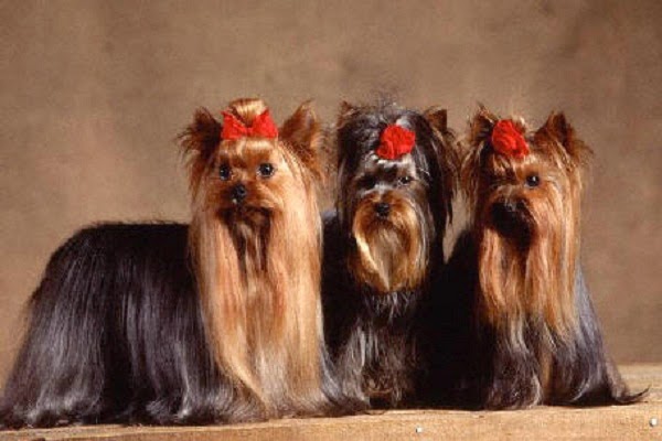 Yorkshire y biewer mis peludos: YORKSHIRE TERRIER
