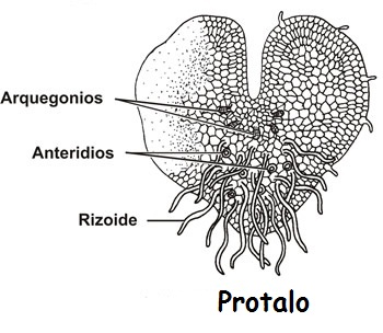 Biologia em Ação: Ordem Filicales