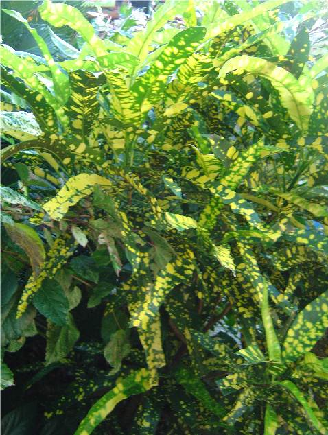 La Doctora De Las Plantas: Plantas de croto: color para el jardín ...