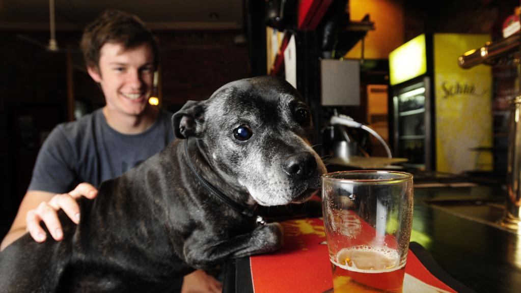 RSPCA Pets at the Pub 2017 - Feb 26 | Australian Dog Lover